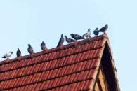 Dachfirst – Die Spitze des Daches - 11880 Dachdecker