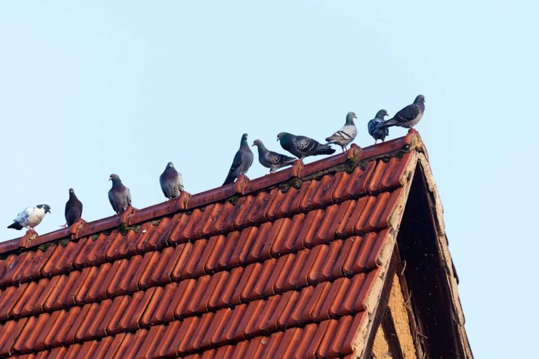 Dachfirst – Die Spitze des Daches - 11880 Dachdecker